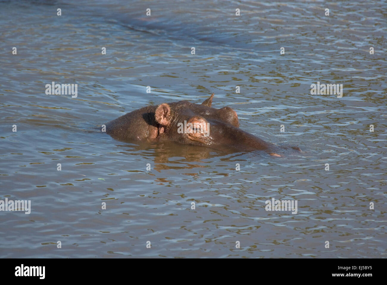 Hippo hippopotamus amphibius bathing in mud hi-res stock photography ...
