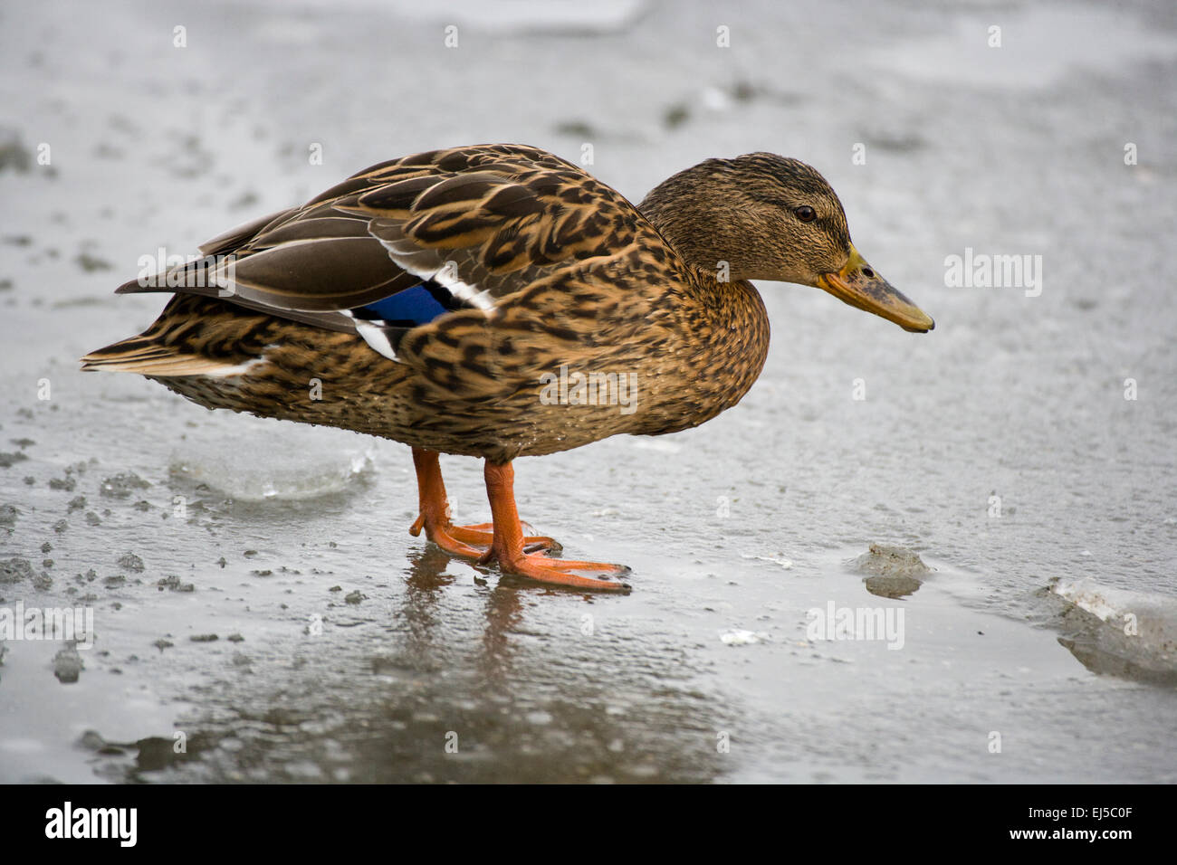 Mallard duck walking on ice Stock Photo - Alamy