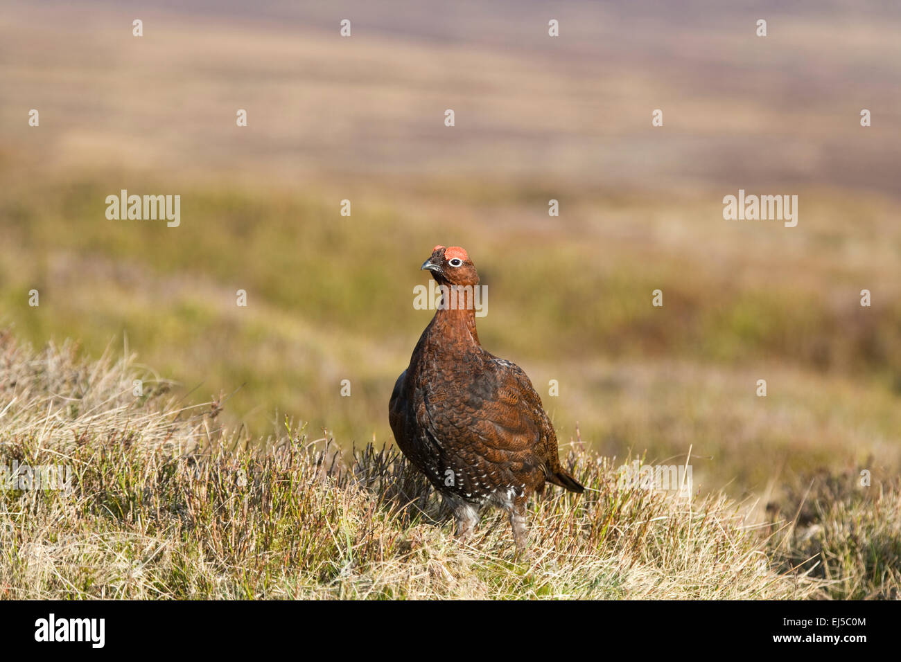 Red Grouse Lagopus lagopus UK British Isles Stock Photo - Alamy