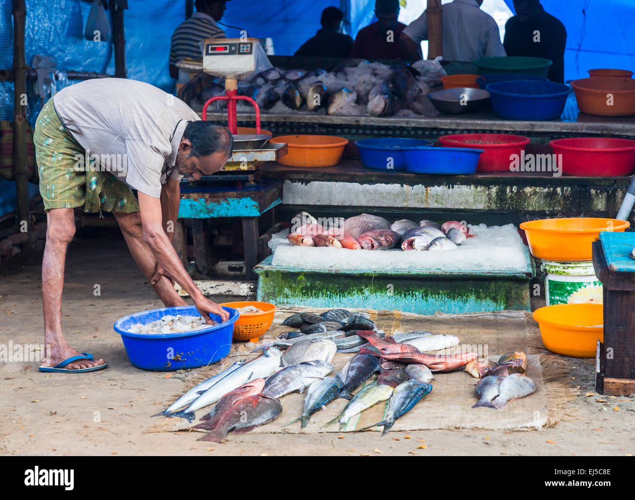 Local Indian fish seller at the waterfront sets out his fish displayed ...