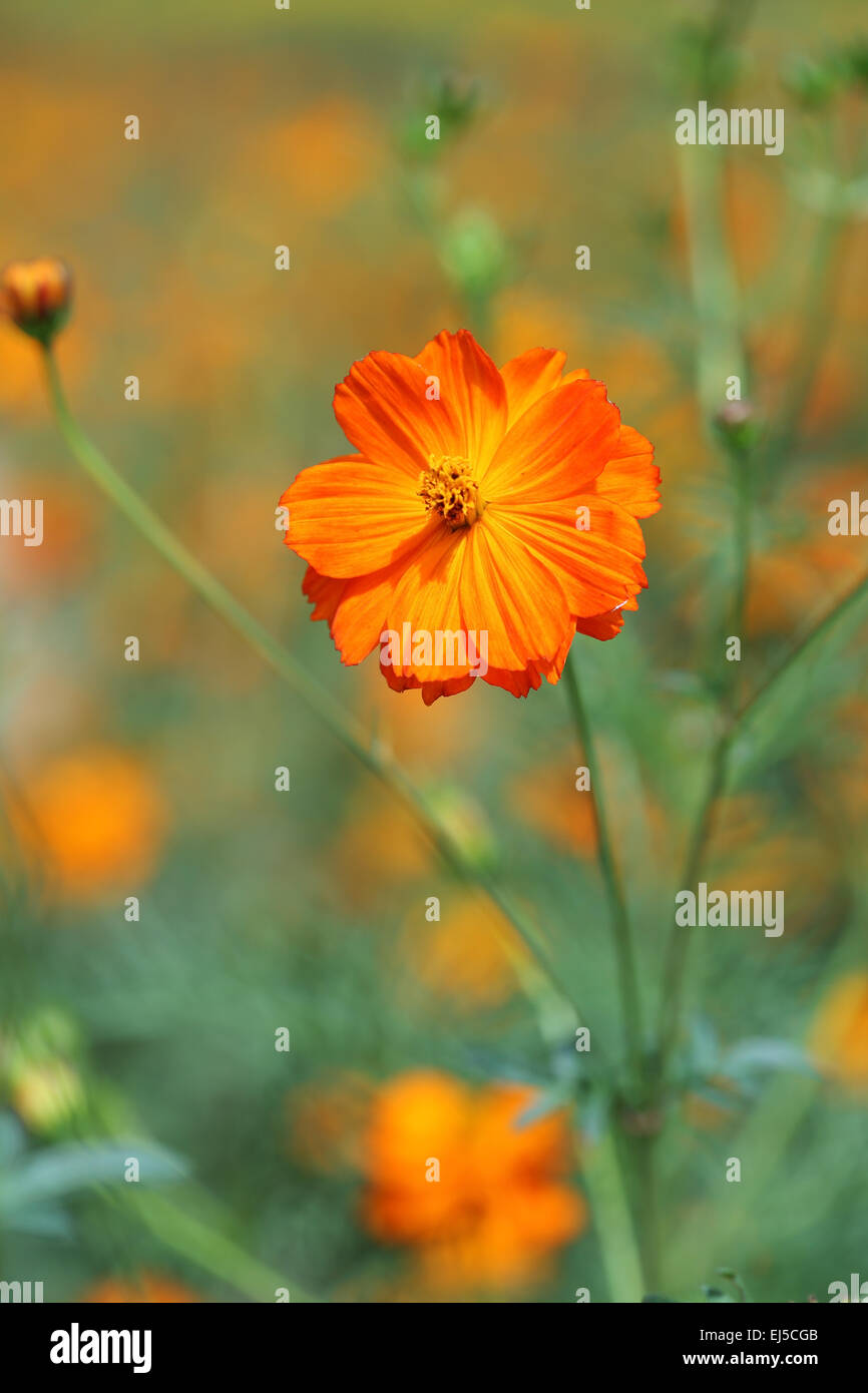 beautiful orange cosmos flower in the garden Stock Photo - Alamy