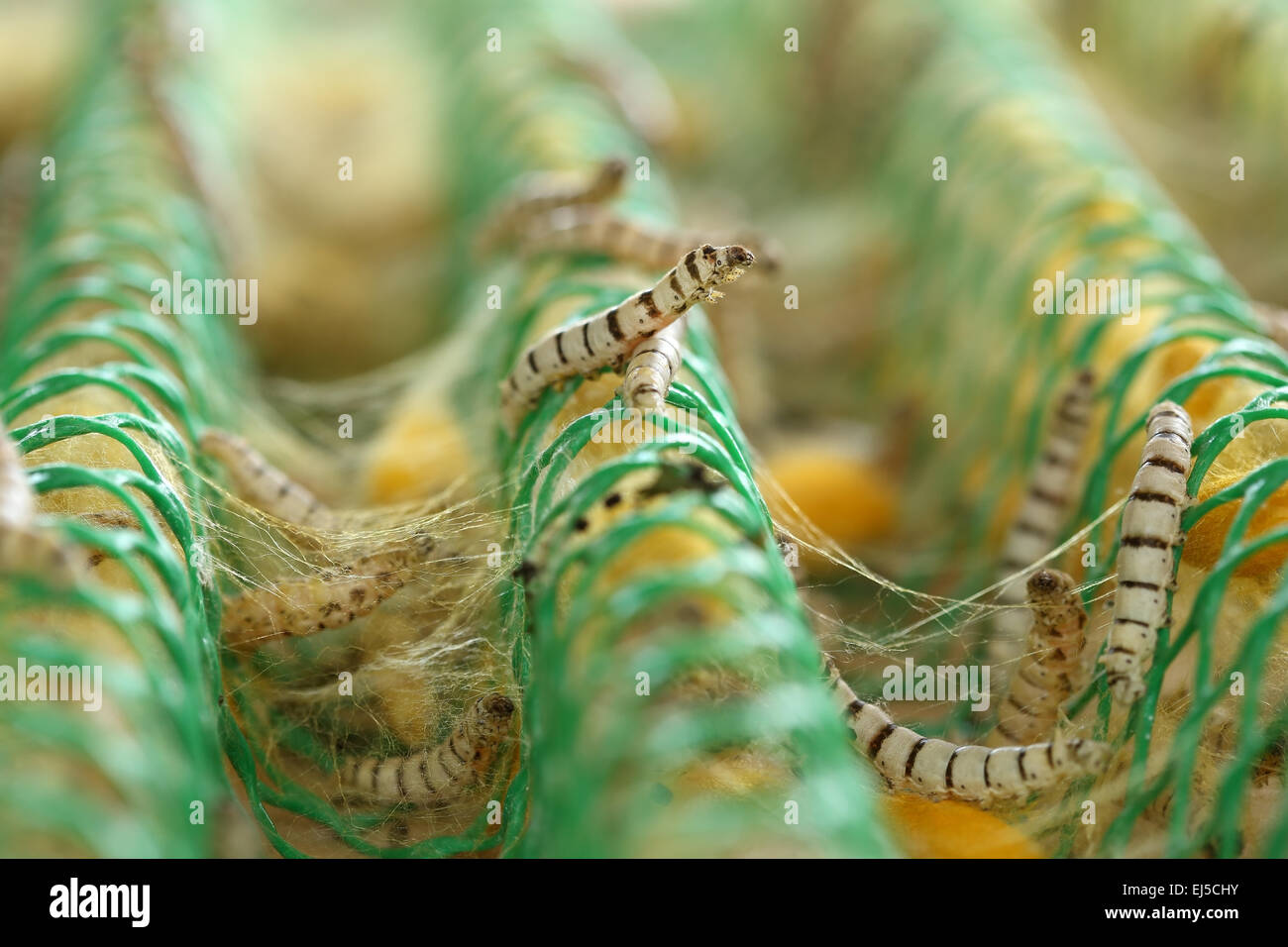 Silkworms spinning thread hi-res stock photography and images - Alamy