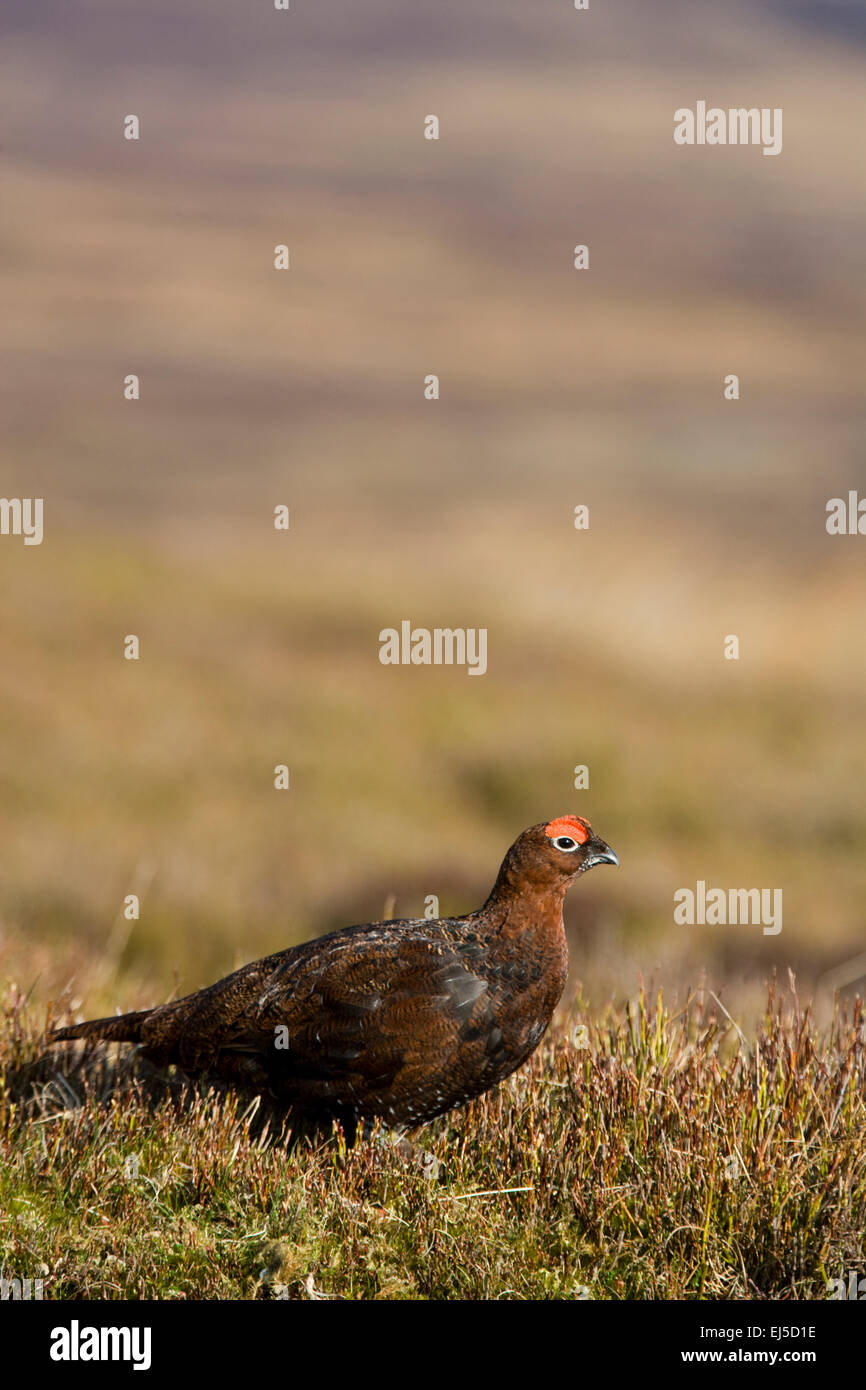 Grouse heather moorland hi-res stock photography and images - Alamy