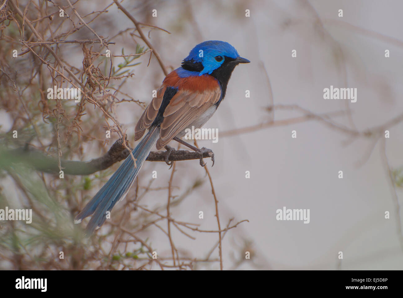 Blue wren hi-res stock photography and images - Alamy