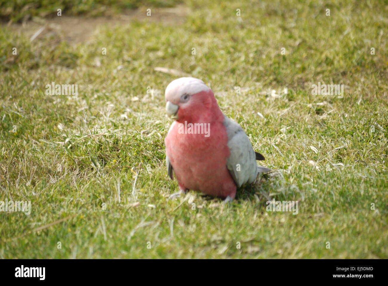 Portrait of a Galah (a type of cockatoo Stock Photo - Alamy