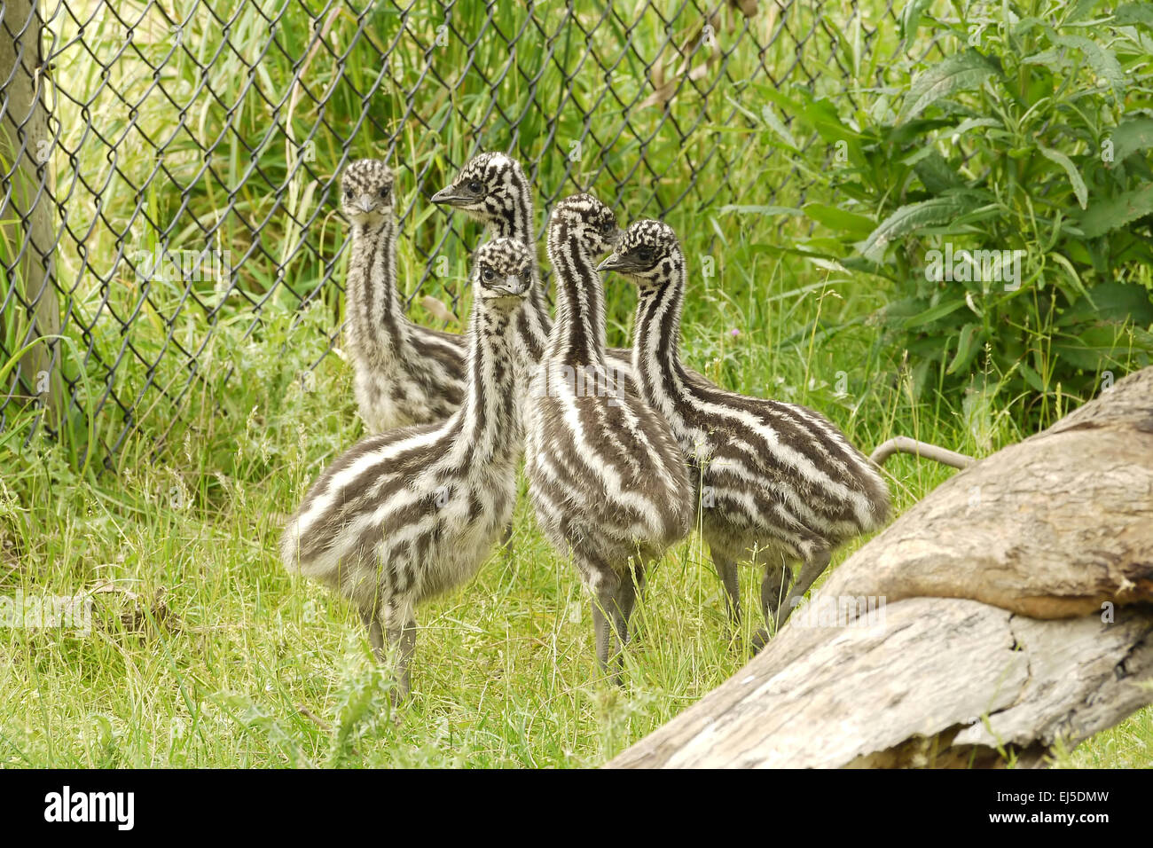 A group of Baby Emu Stock Photo - Alamy