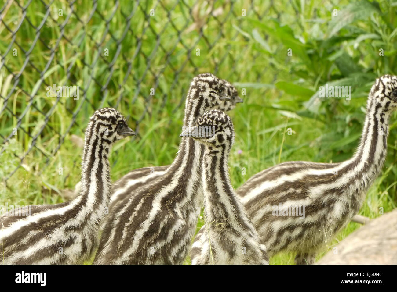 A group of Baby Emu Stock Photo - Alamy