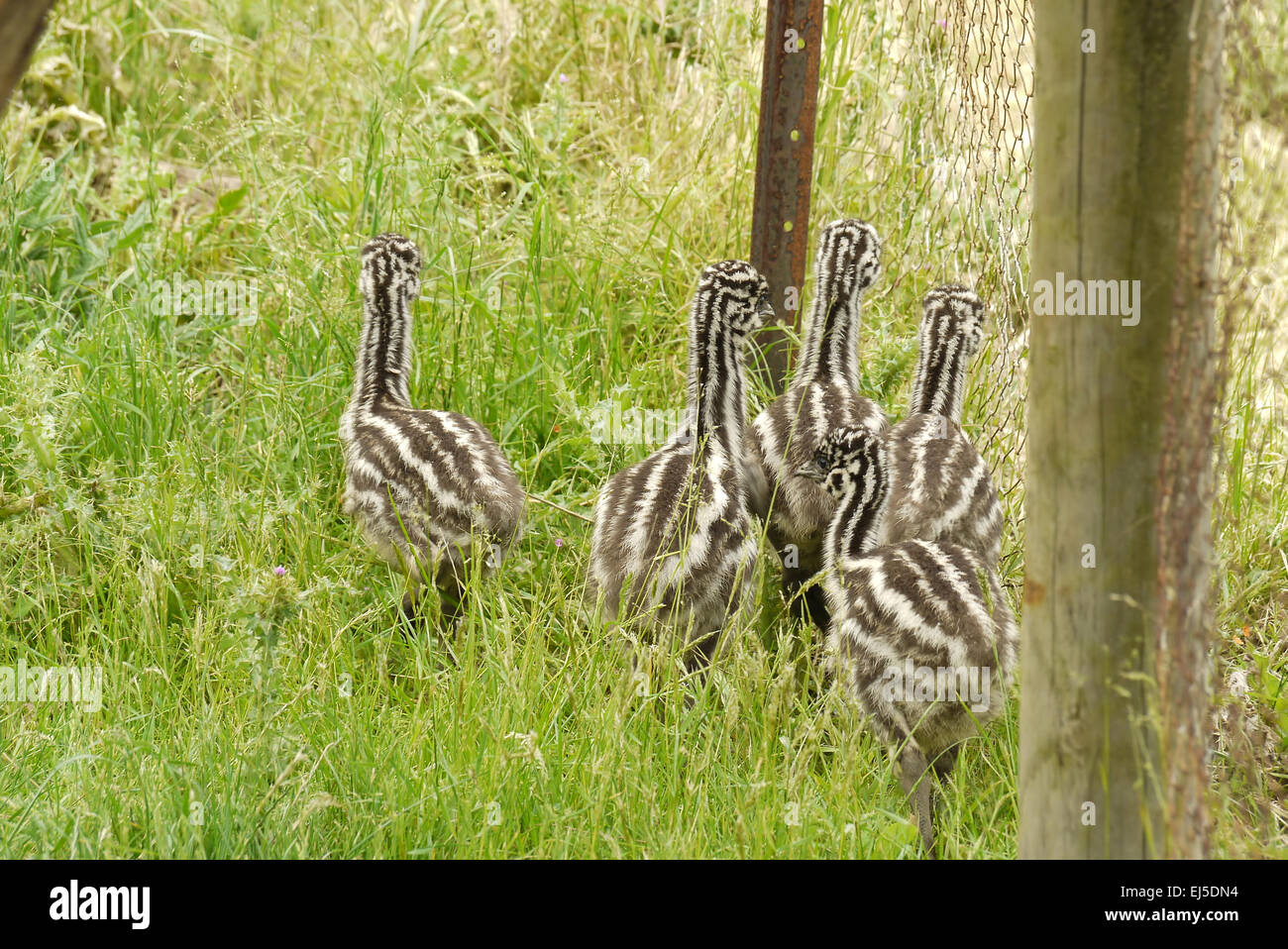 A group of Baby Emu Stock Photo - Alamy