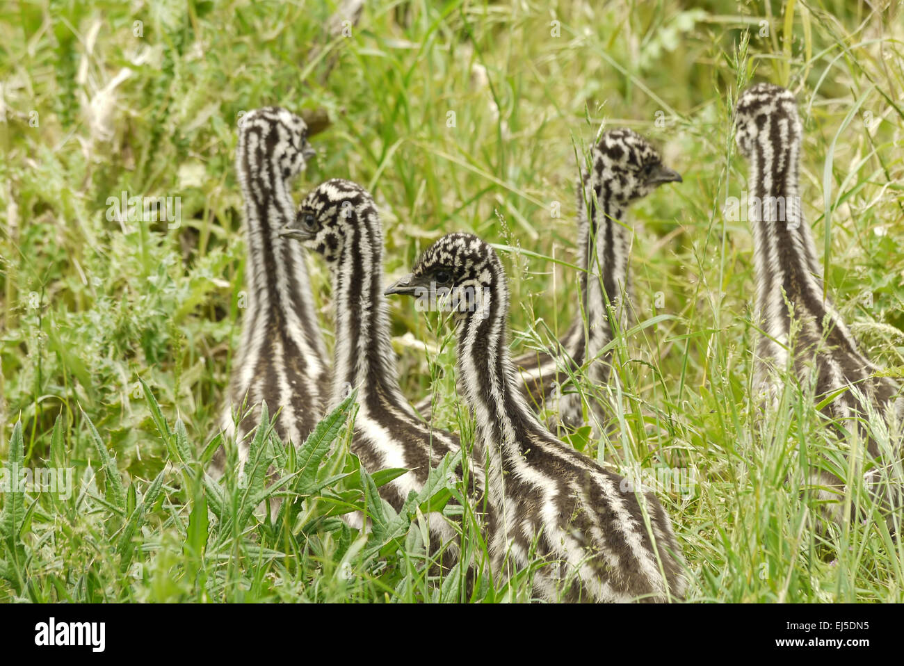 A group of Baby Emu Stock Photo - Alamy