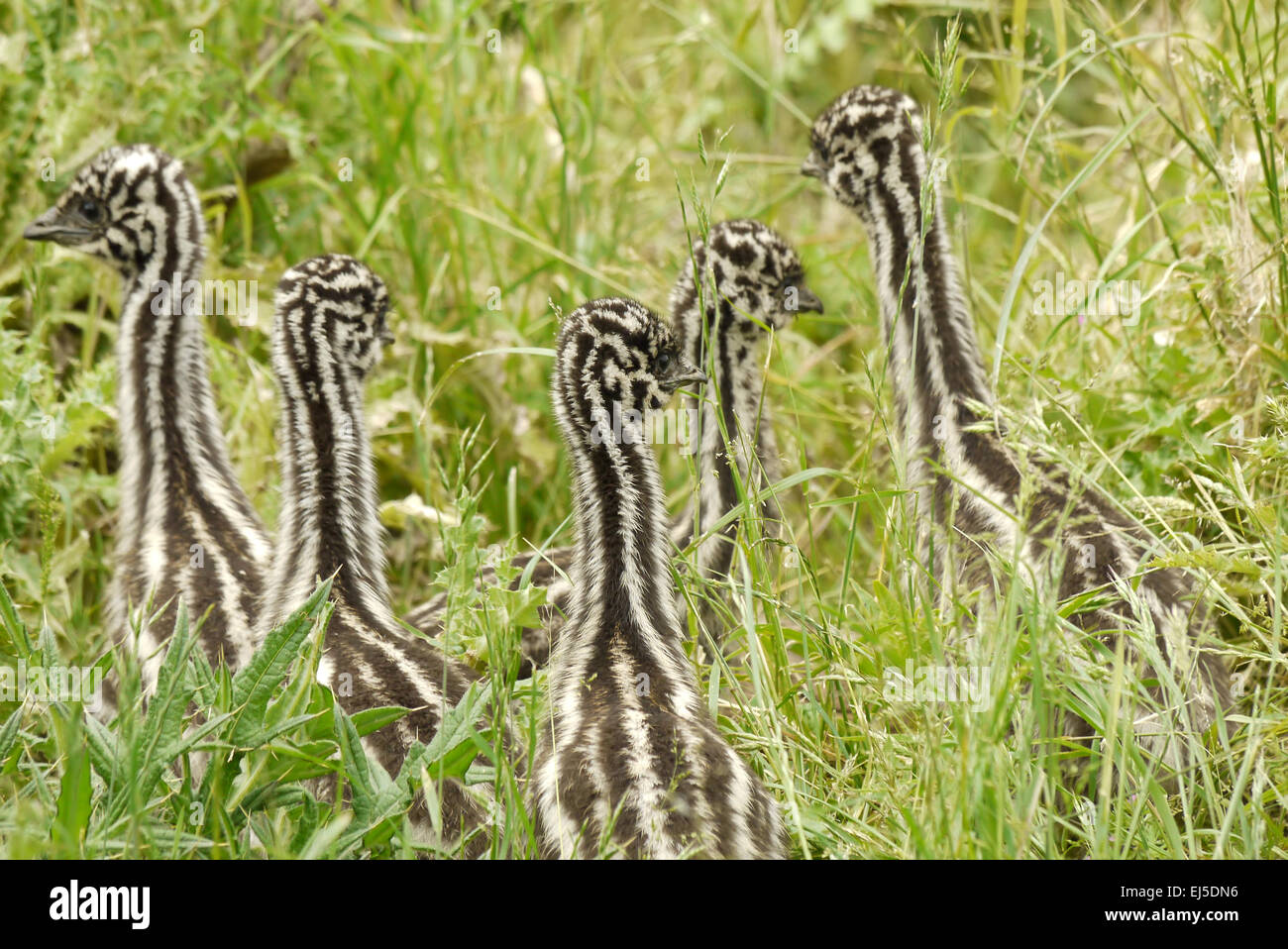 A group of Baby Emu Stock Photo - Alamy