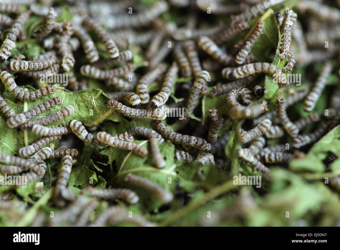 Mulberry silkworm moth hi-res stock photography and images - Alamy