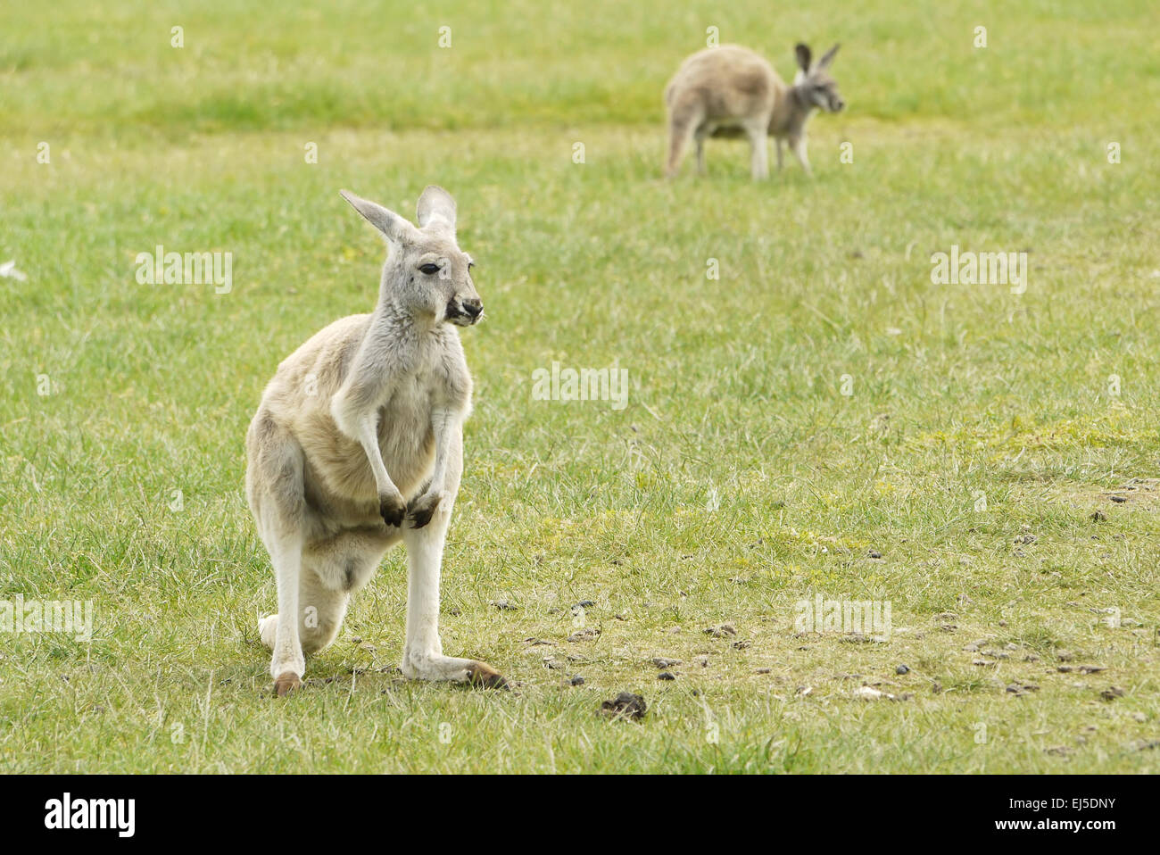 Portrait of a Wallaby Stock Photo - Alamy