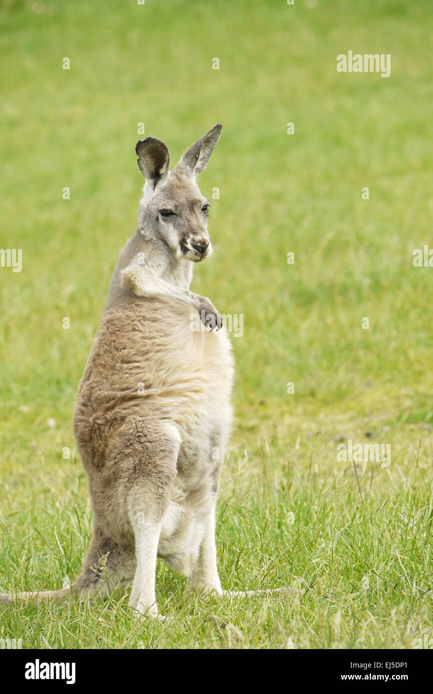 Portrait of a Wallaby Stock Photo - Alamy