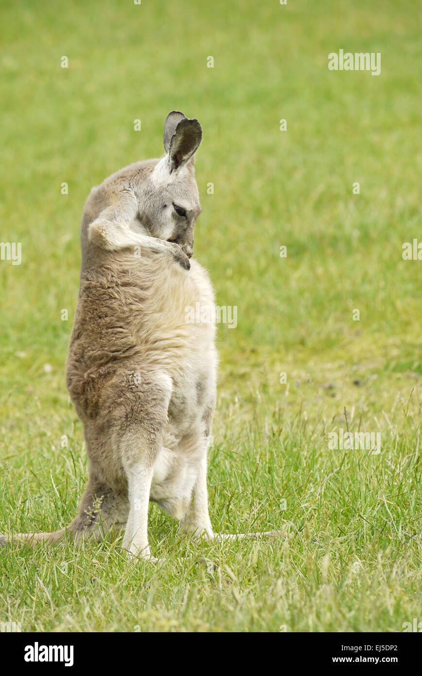 Portrait of a Wallaby Stock Photo - Alamy