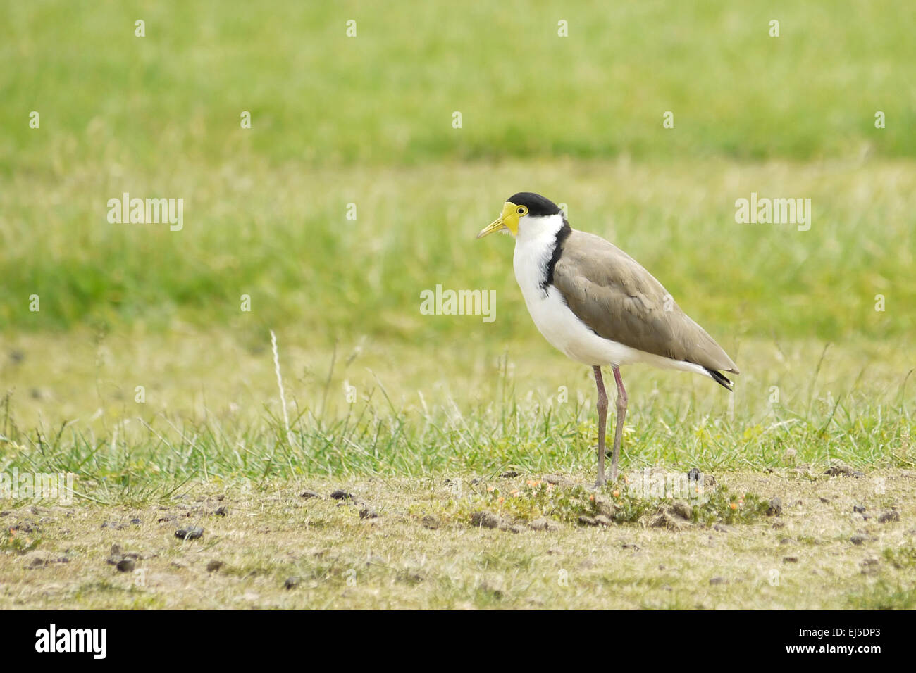 Portrait of a Masked Lapwing Stock Photo - Alamy