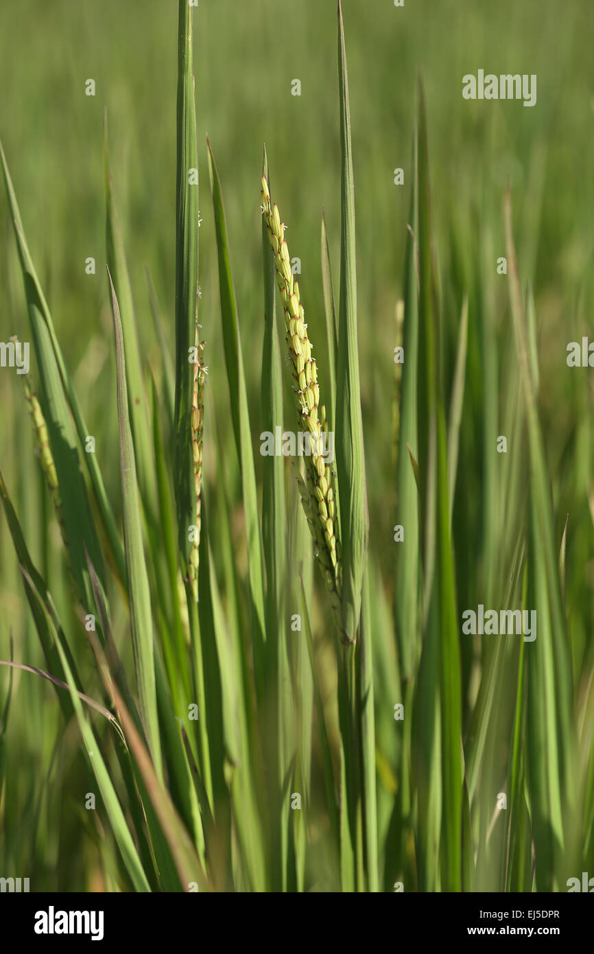 close up of Rice spike in the paddy field Stock Photo - Alamy
