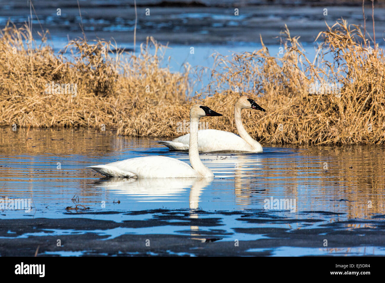 Swan and mate hi-res stock photography and images - Alamy