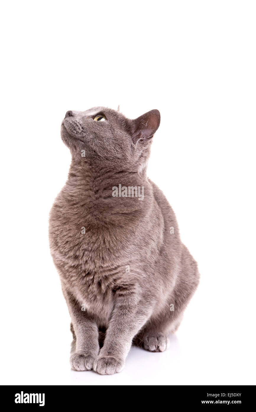 Young cat posing portrait Cut Out Stock Images & Pictures - Alamy