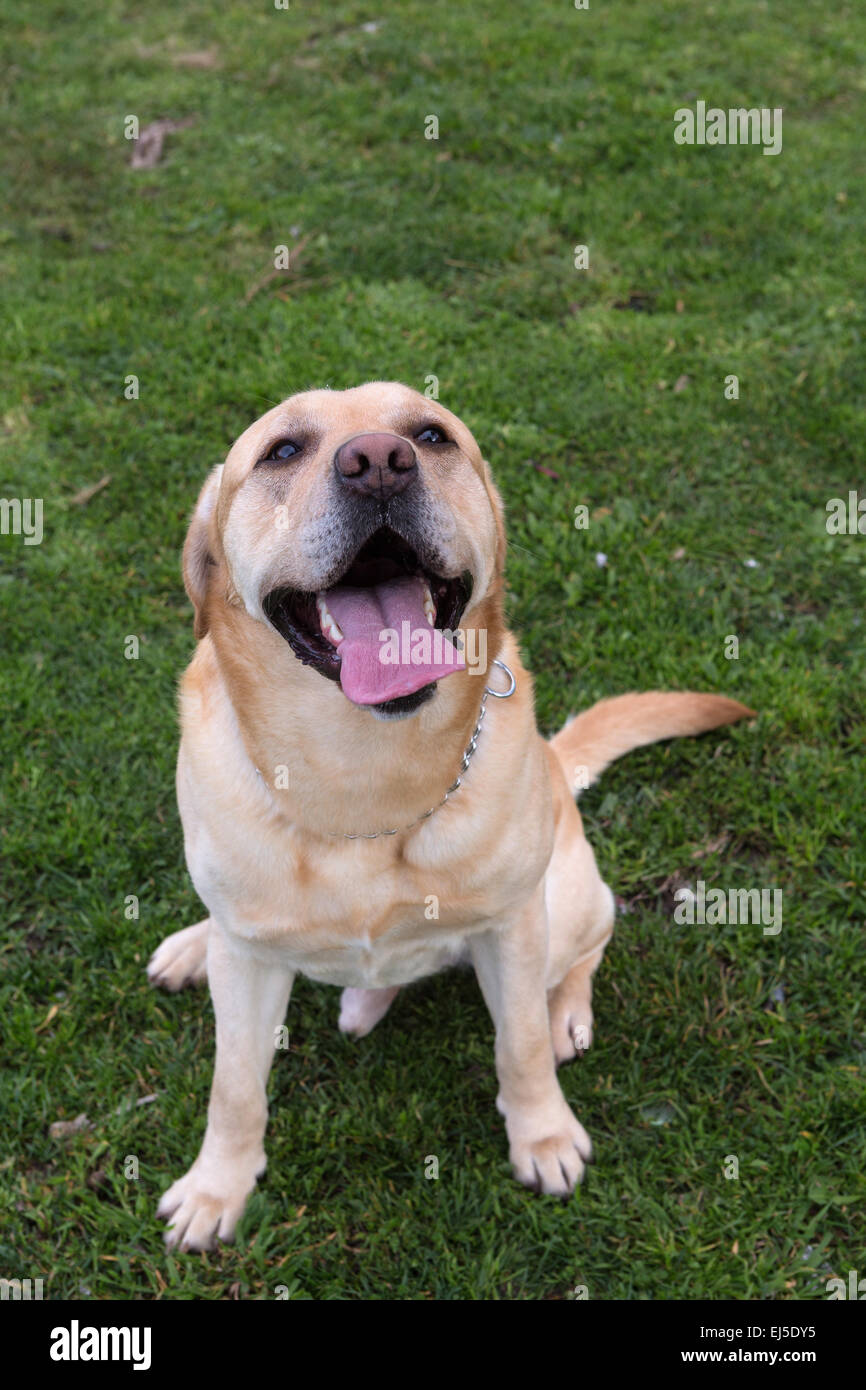 Yellow lab play garden hi-res stock photography and images - Alamy