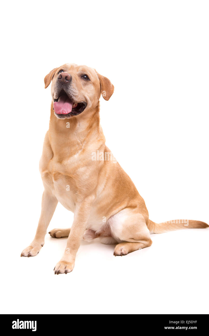 Studio shot of a young labrador, isolated over white Stock Photo - Alamy