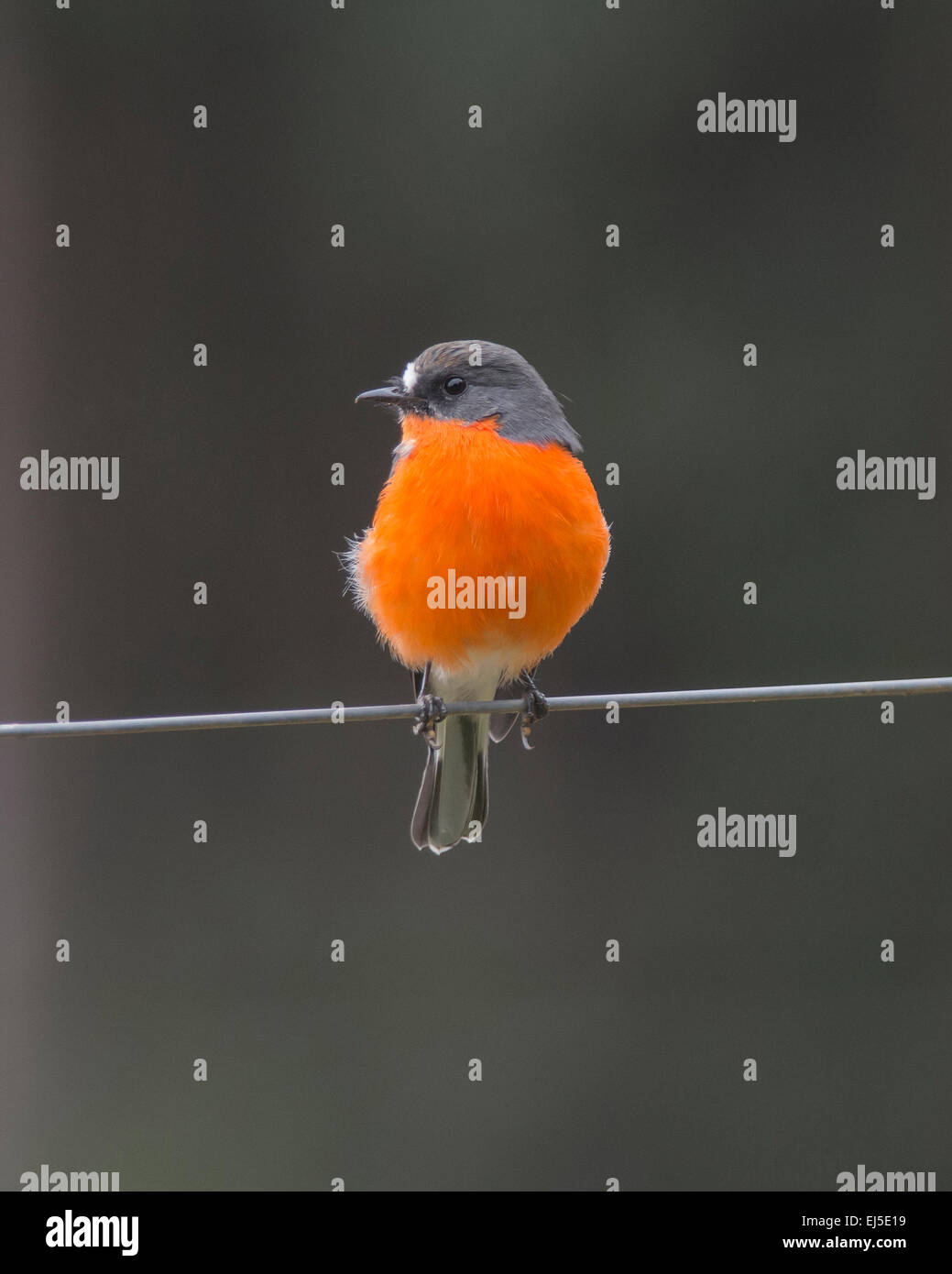 Flame robin hi-res stock photography and images - Alamy