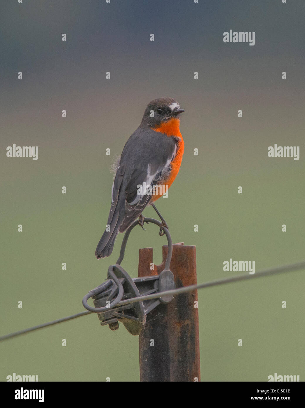 Flame robin hi-res stock photography and images - Alamy