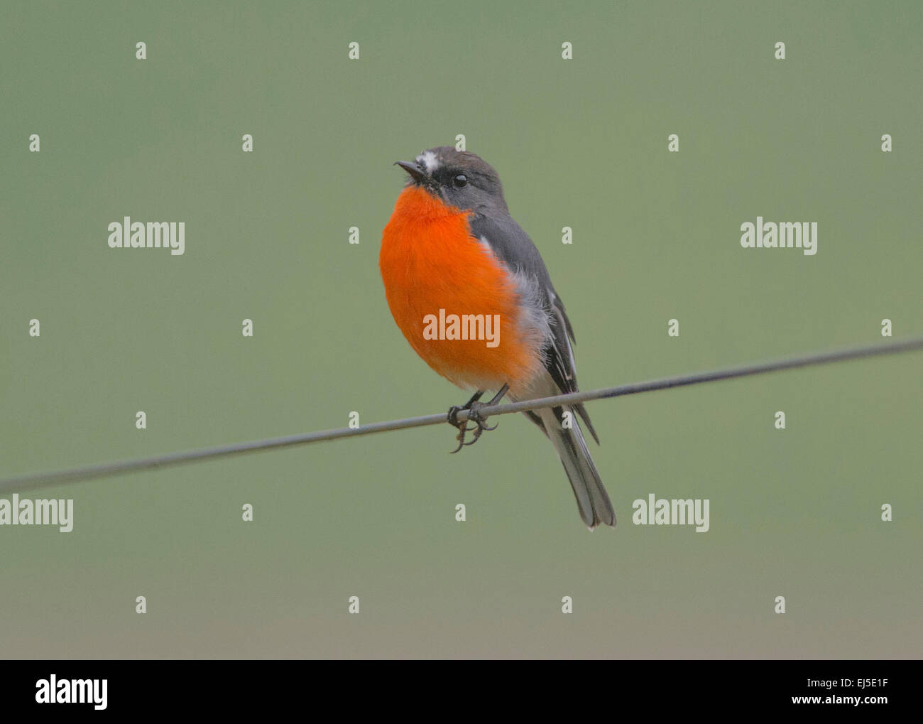 Flame robin hi-res stock photography and images - Alamy