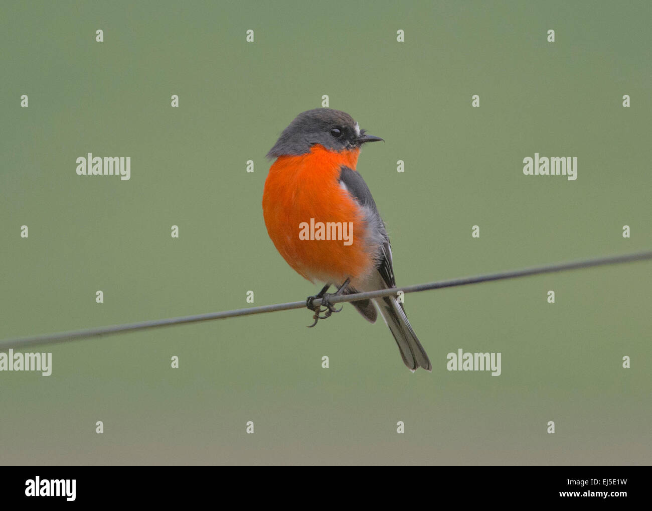 Flame robin hi-res stock photography and images - Alamy