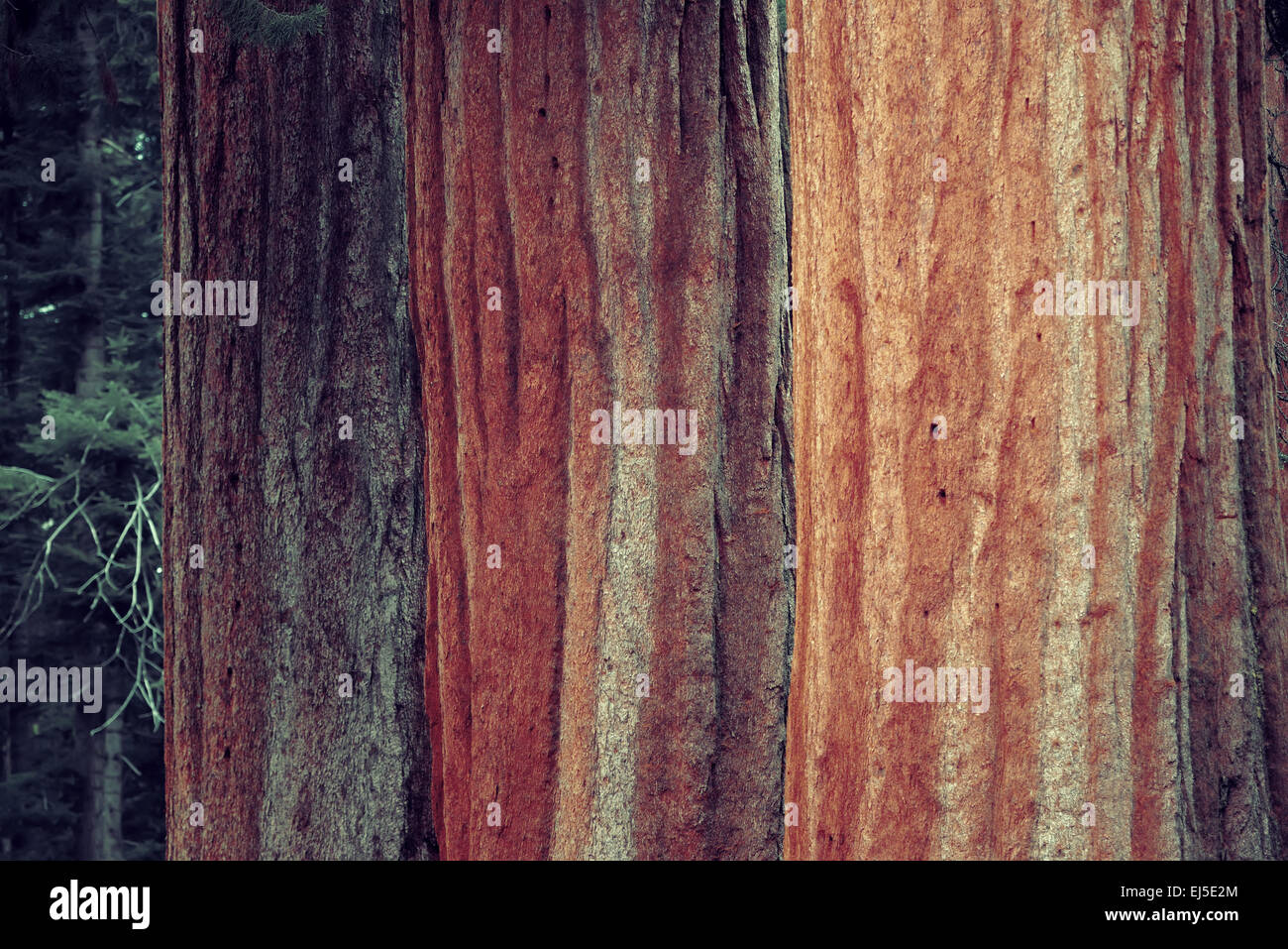 Giant tree closeup in Sequoia National Park Stock Photo - Alamy