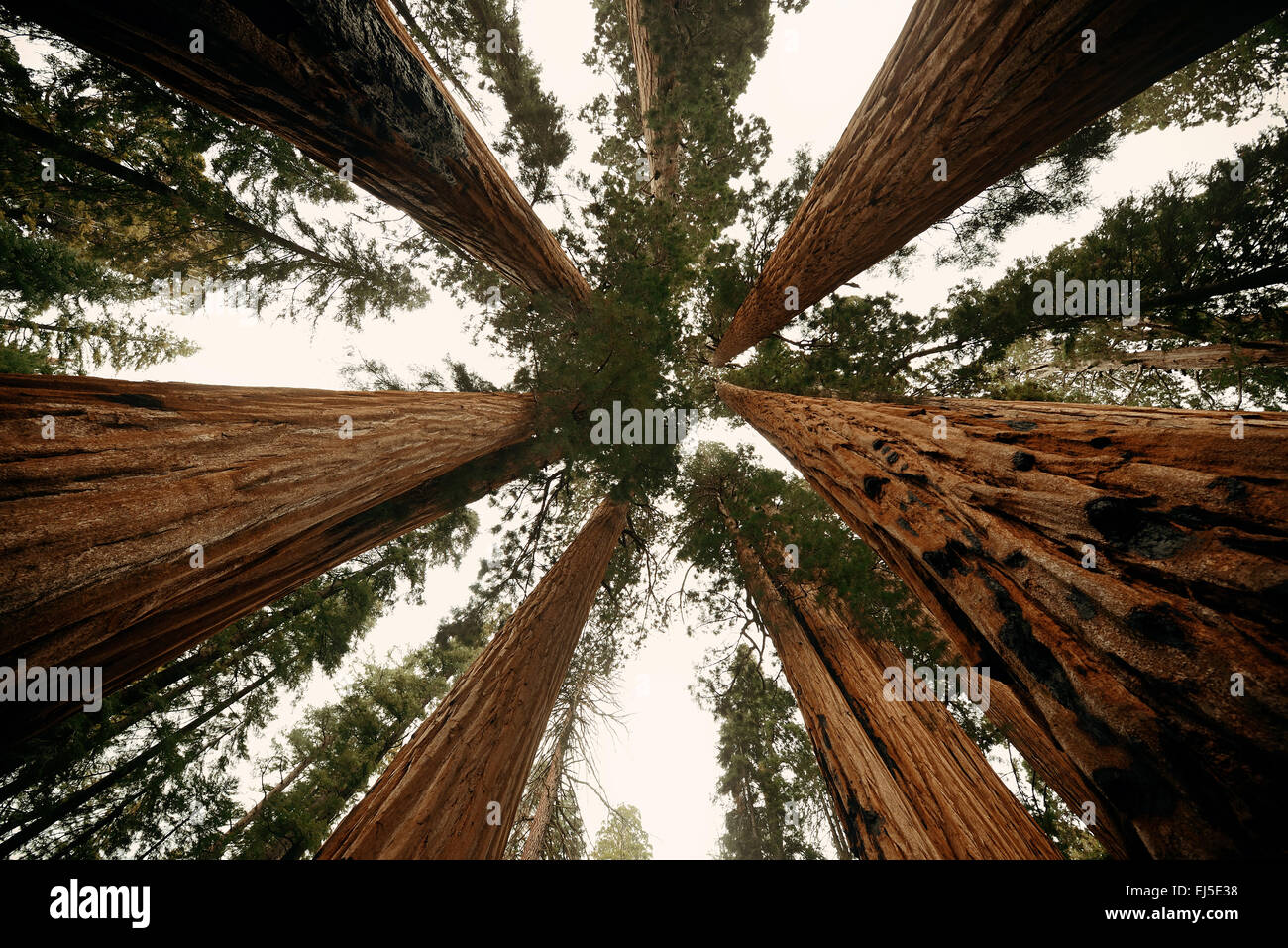 Giant tree closeup in Sequoia National Park Stock Photo - Alamy