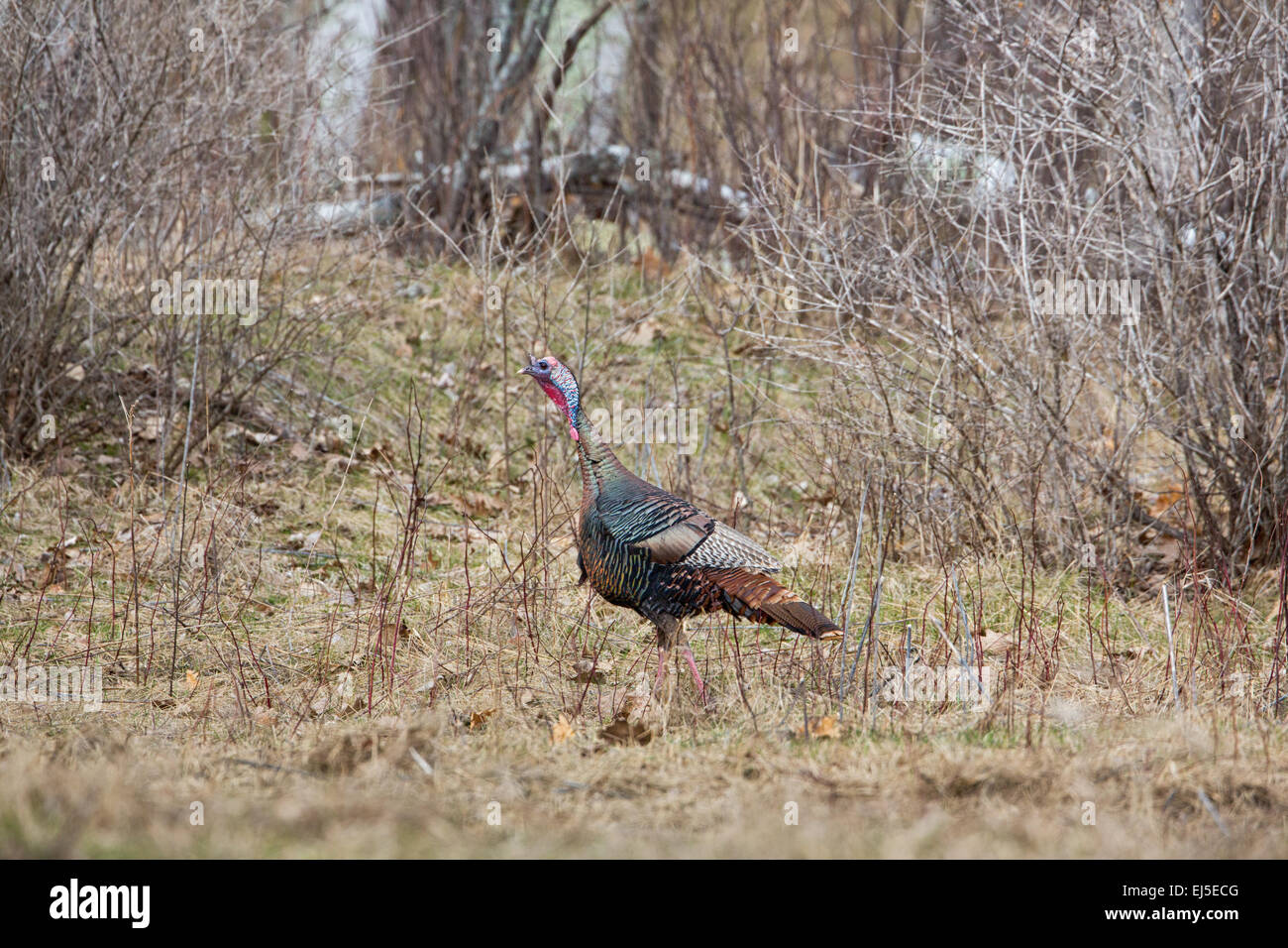 Eastern wild turkey in spring Stock Photo - Alamy