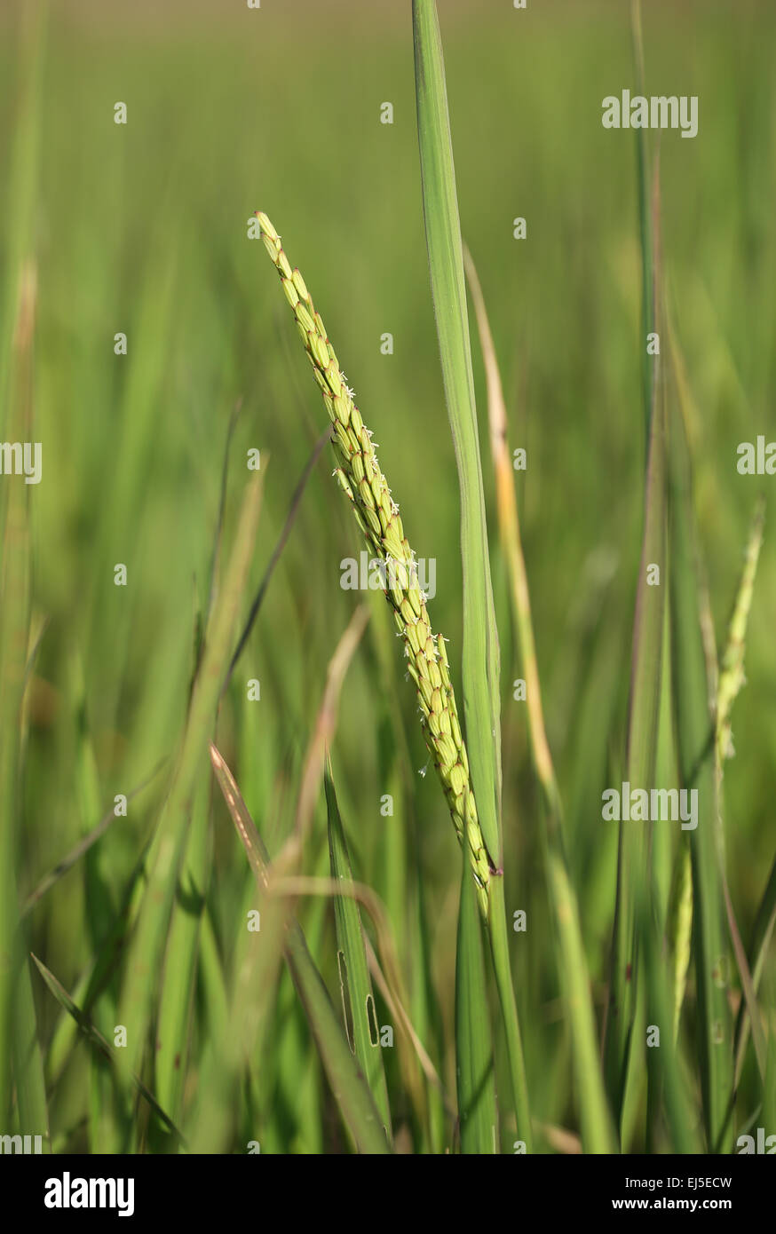 close up of Rice spike in the paddy field Stock Photo - Alamy