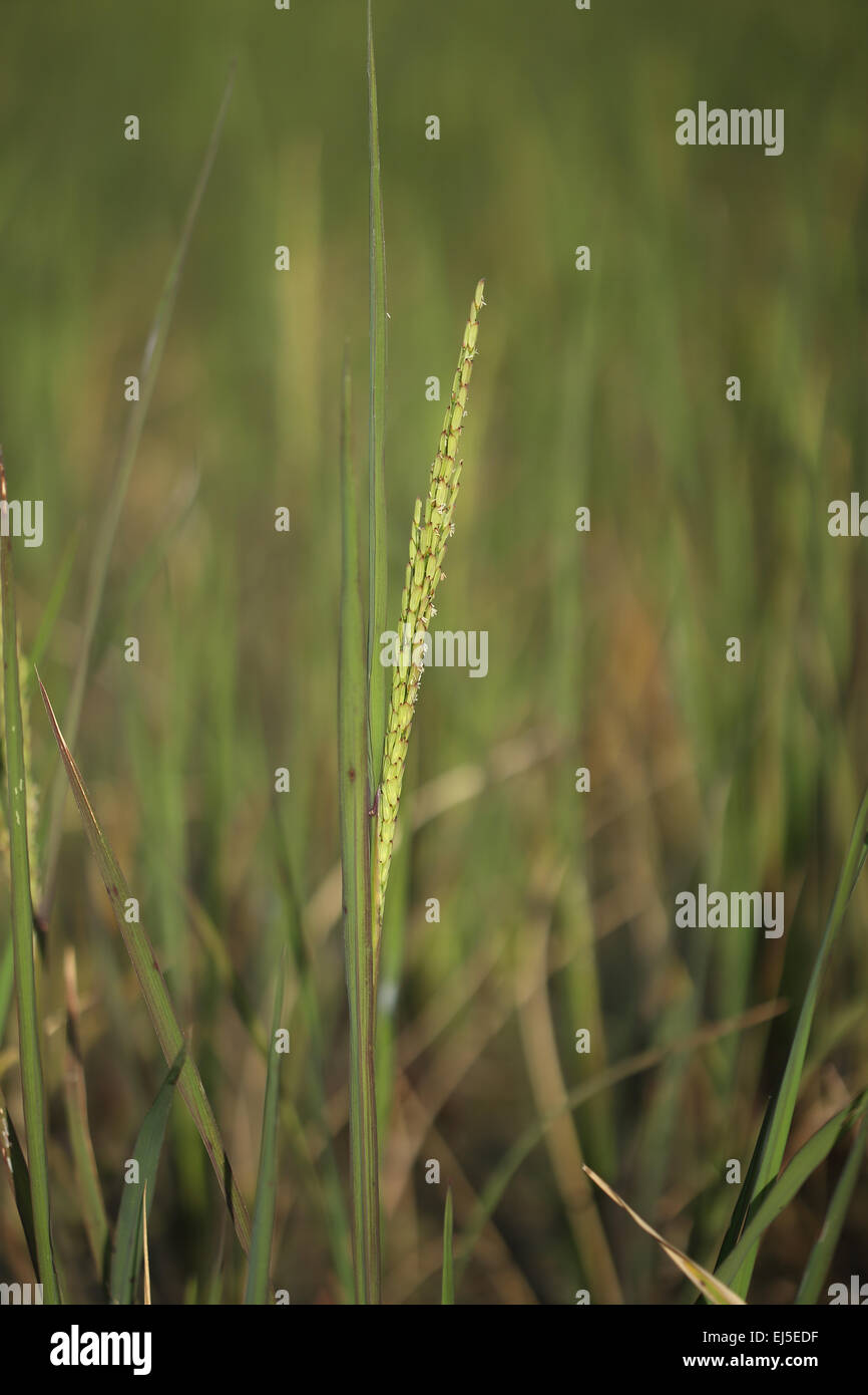 close up of Rice spike in the paddy field Stock Photo - Alamy