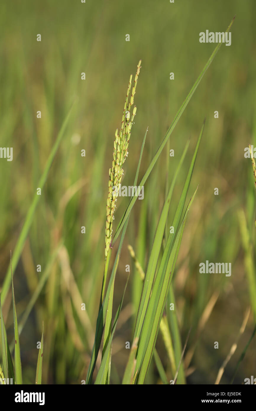 close up of Rice spike in the paddy field Stock Photo - Alamy