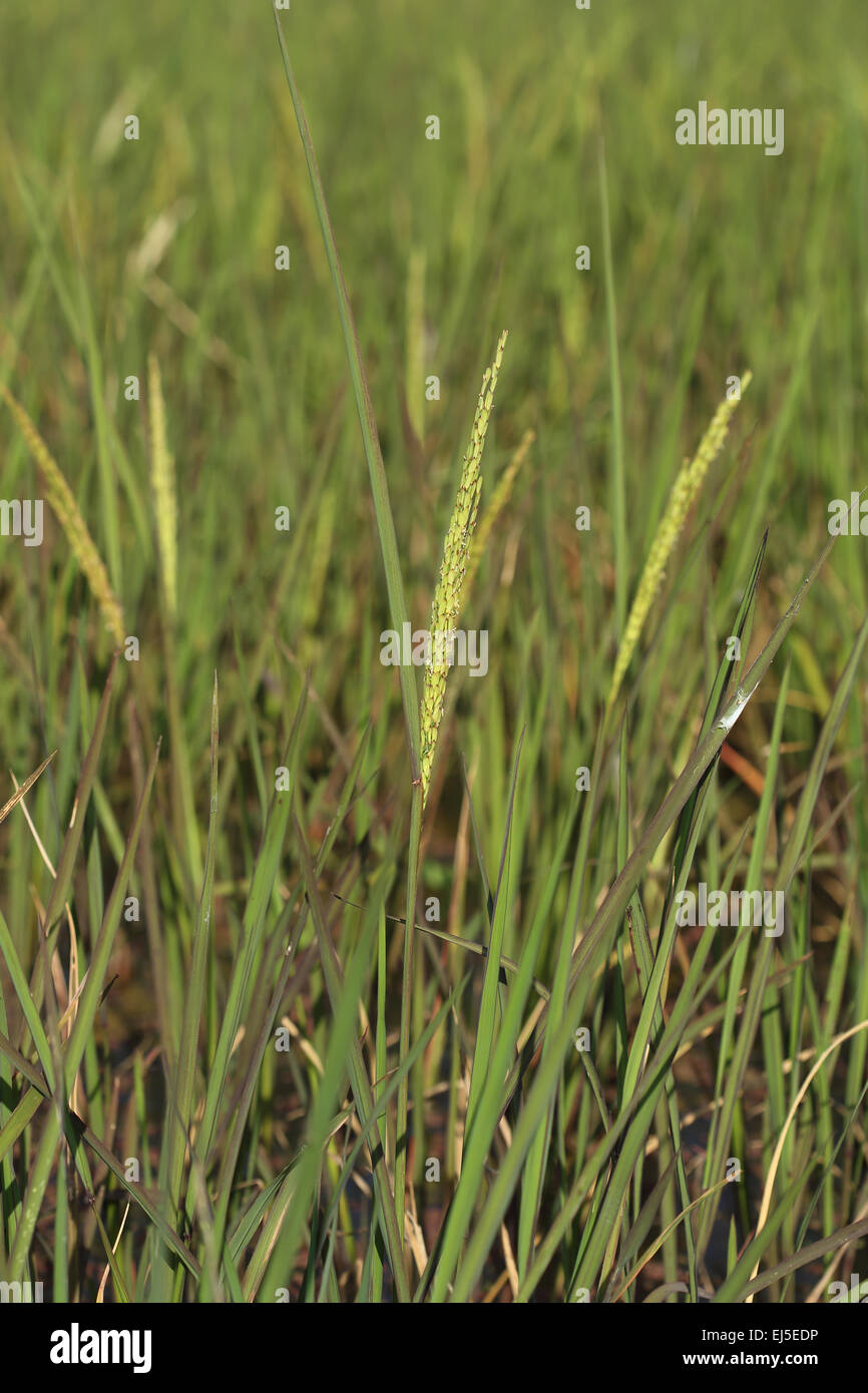 close up of Rice spike in the paddy field Stock Photo - Alamy