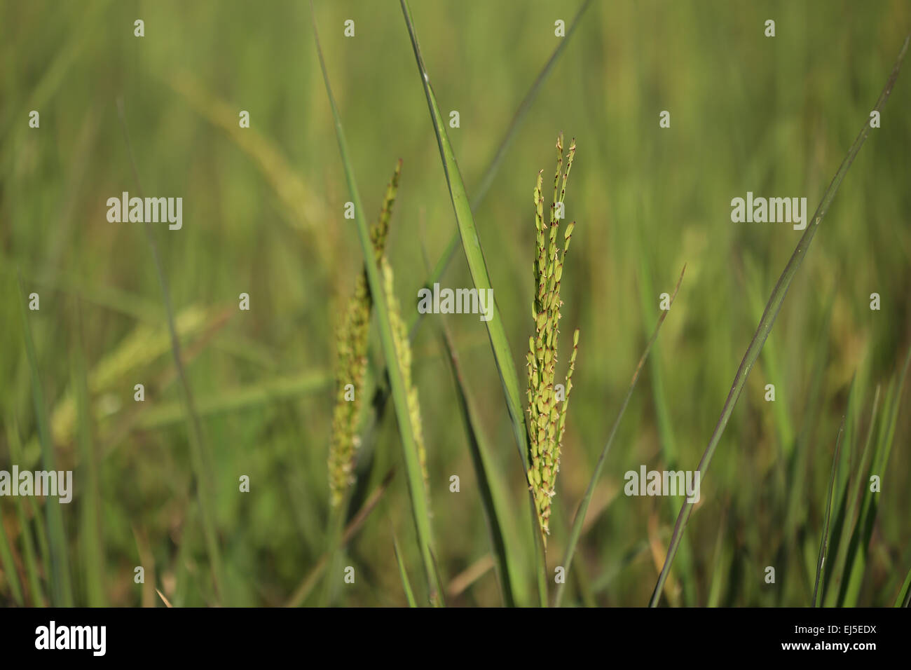 close up of Rice spike in the paddy field Stock Photo - Alamy