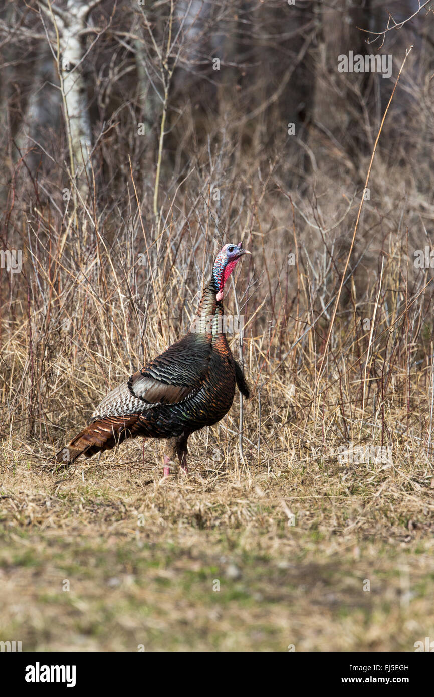 Eastern wild turkey in spring Stock Photo - Alamy