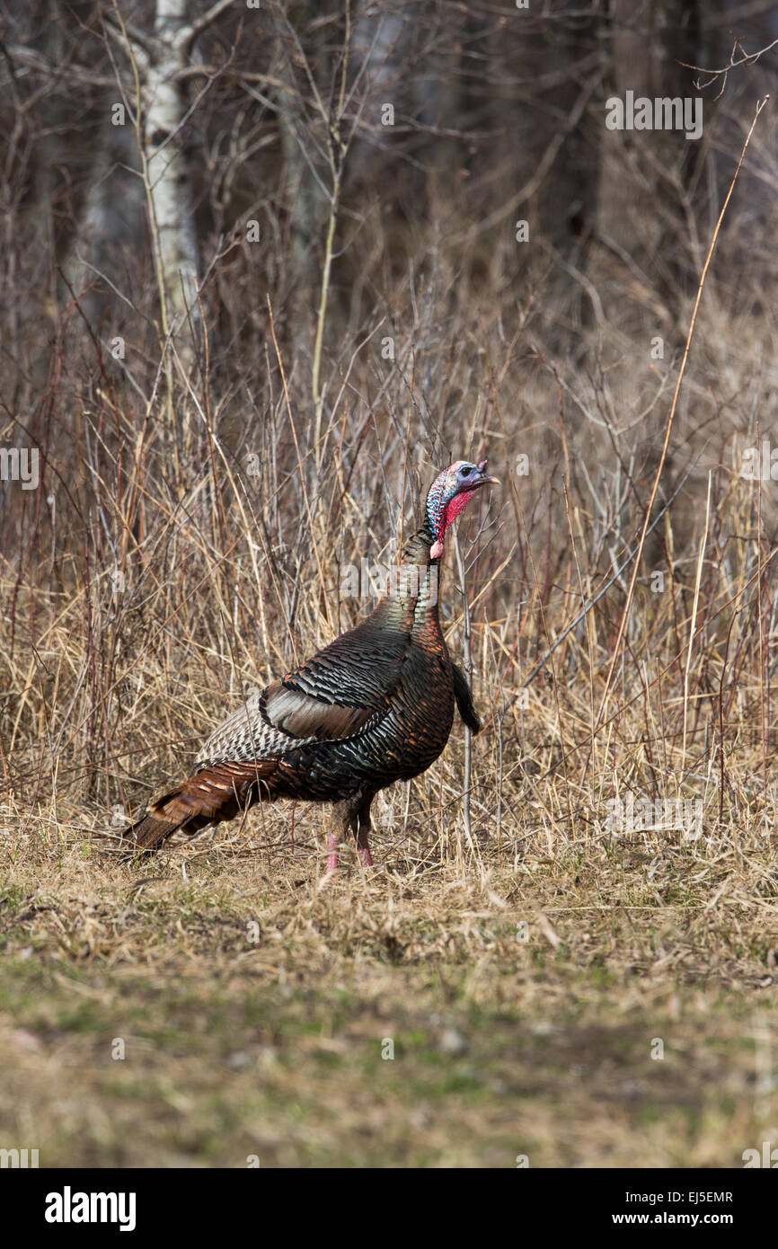 Eastern wild turkey in spring Stock Photo - Alamy