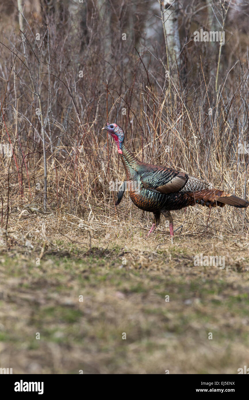 Eastern wild turkey in spring Stock Photo - Alamy