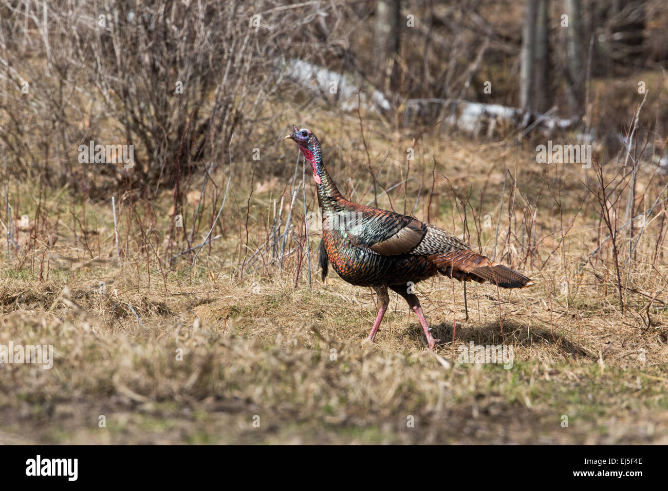 Eastern wild turkey in spring Stock Photo - Alamy