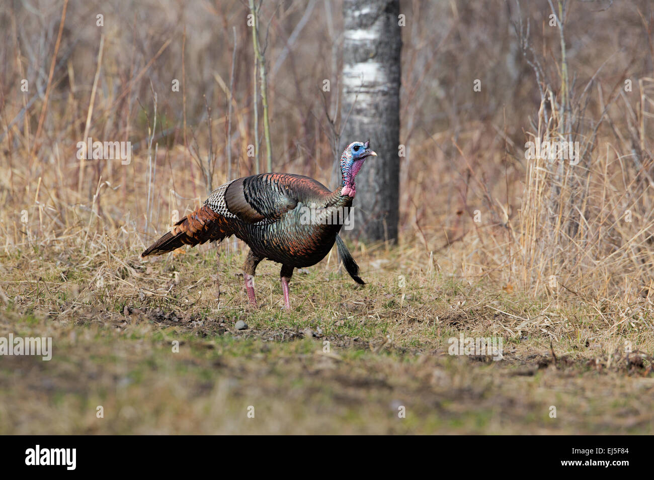 Eastern wild turkey - male Stock Photo - Alamy