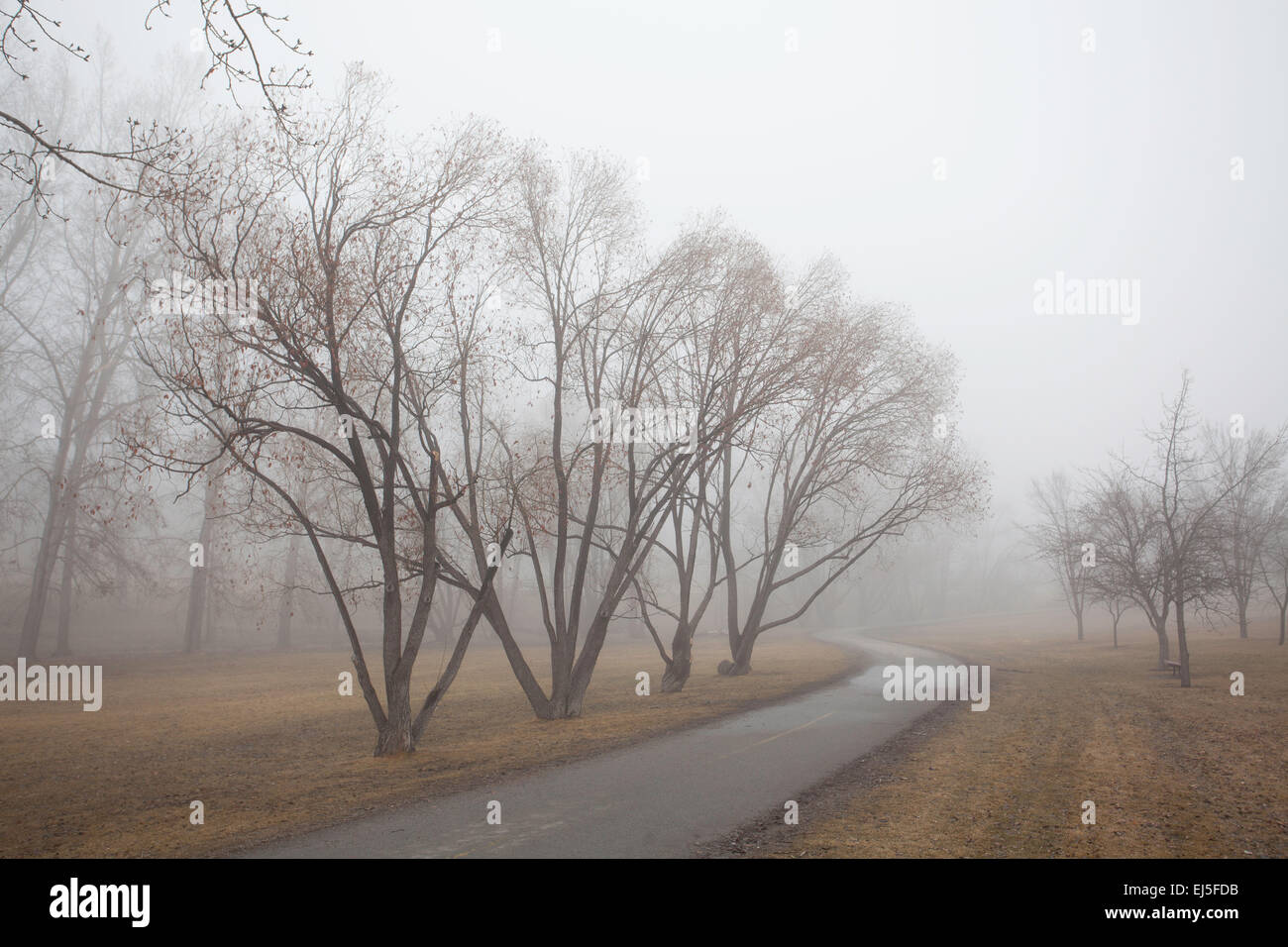 Pathway of trees in fog hi-res stock photography and images - Alamy