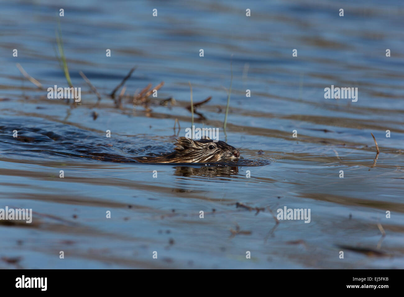 Muskrat Swimming High Resolution Stock Photography and Images - Alamy