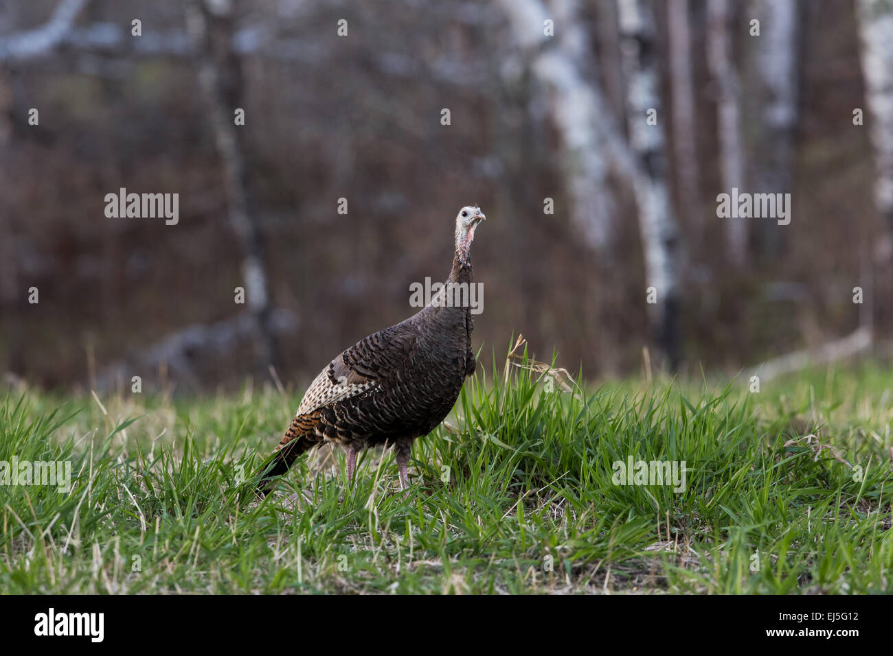 Eastern wild turkey Stock Photo - Alamy
