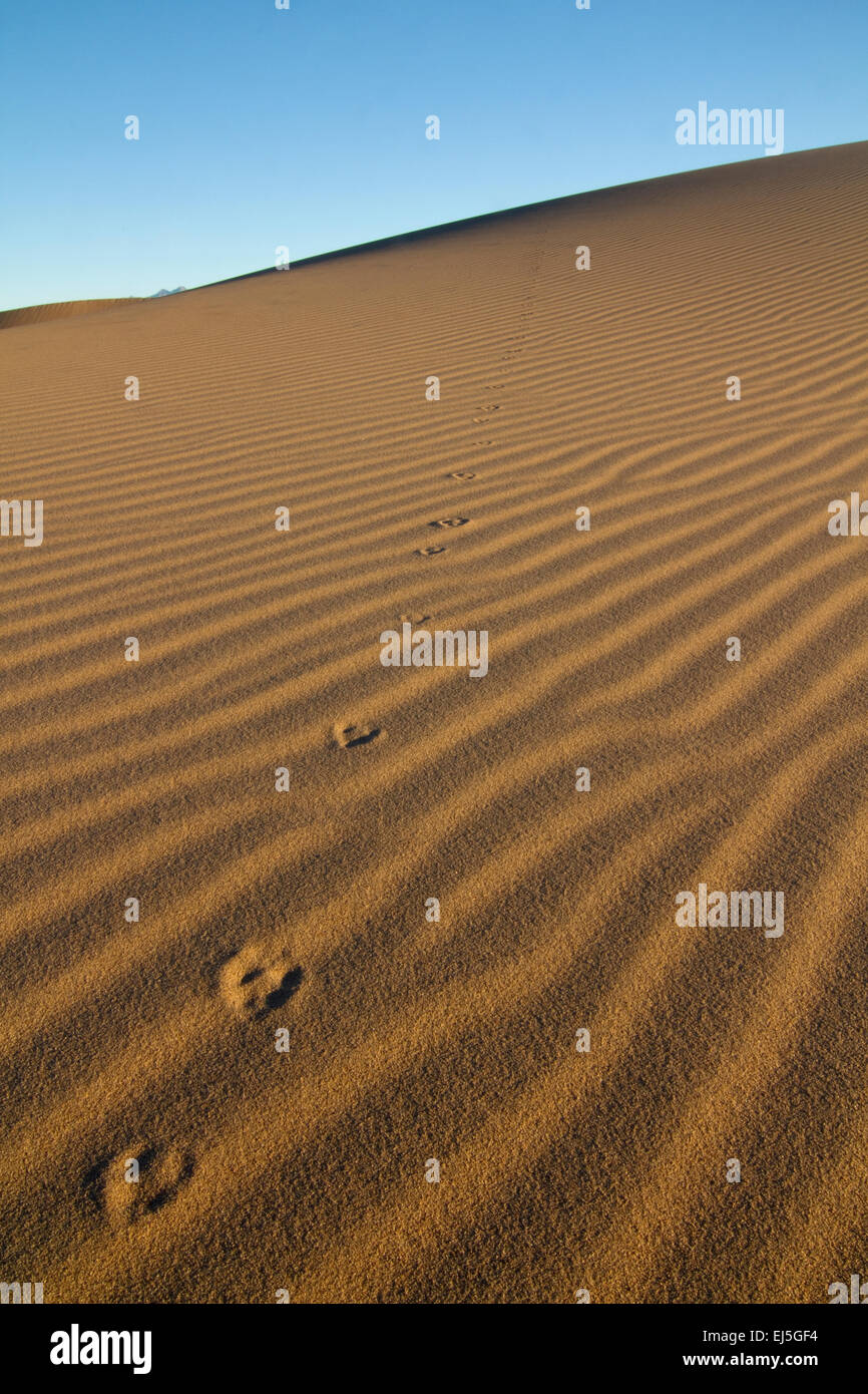 Animal tracks sand hi-res stock photography and images - Alamy