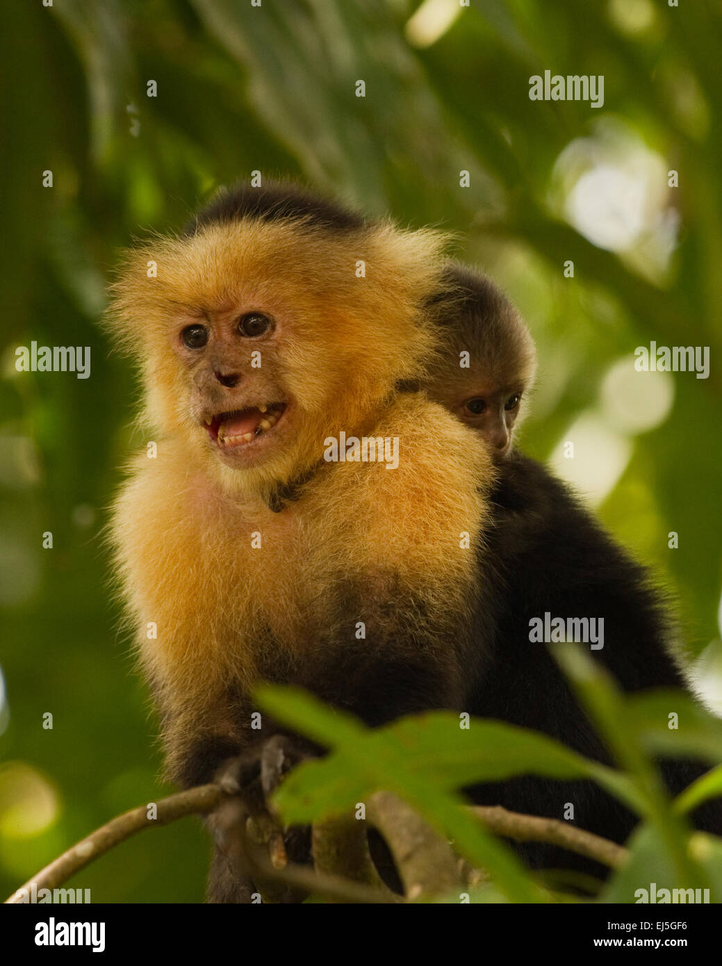Cute Baby Capuchin Monkeys