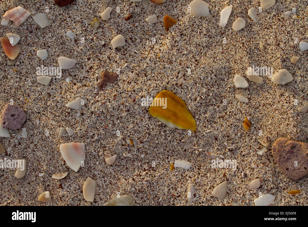 Baja Seashells on the beach Stock Photo - Alamy