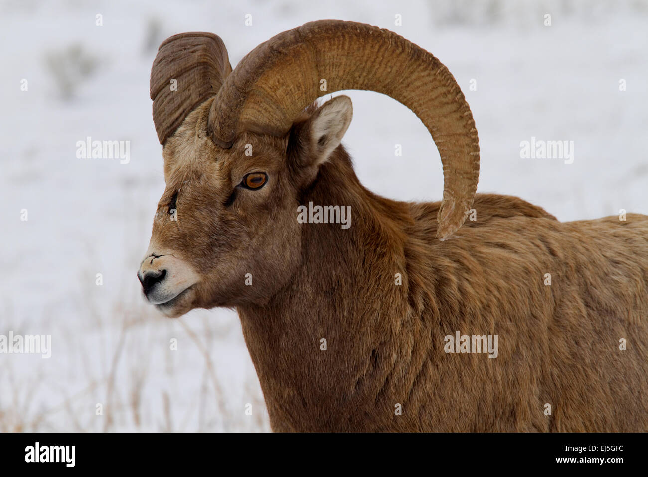 A close head shot of a Bighorn Ram in a snowy winter environment Stock ...