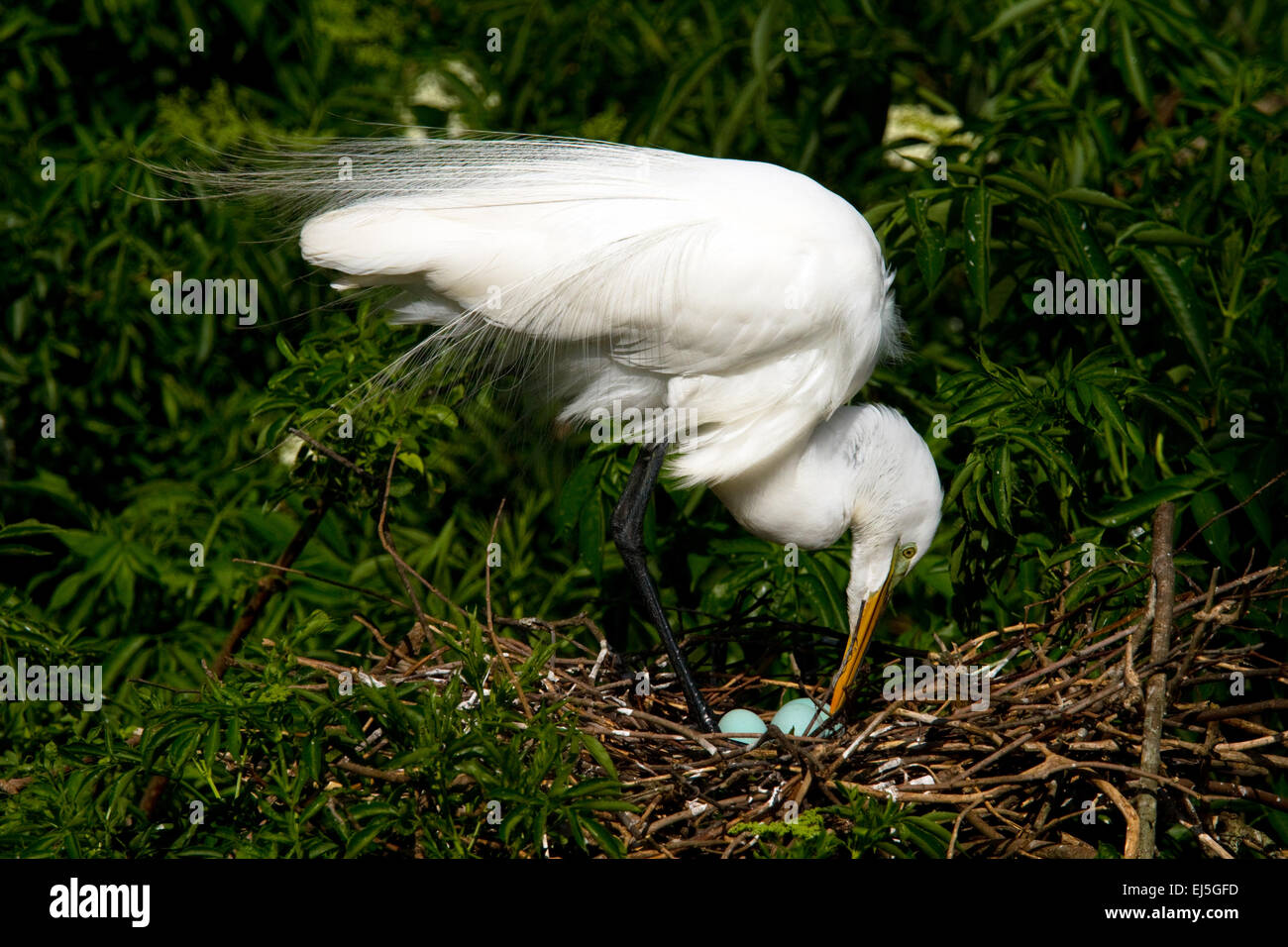 White Egret tending to her nest and eggs Stock Photo - Alamy