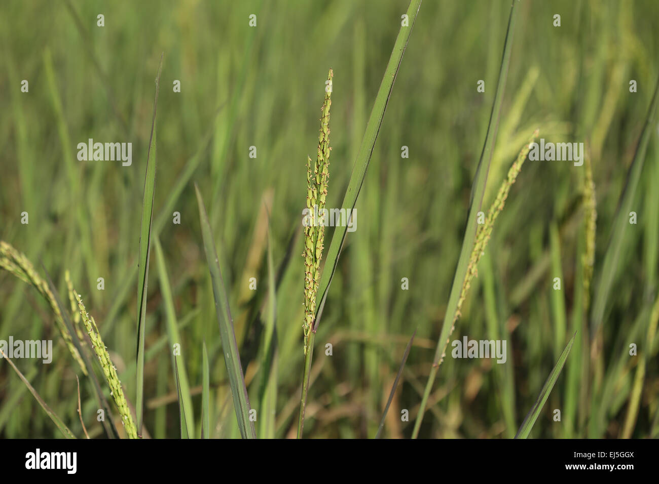 close up of Rice spike in the paddy field Stock Photo - Alamy